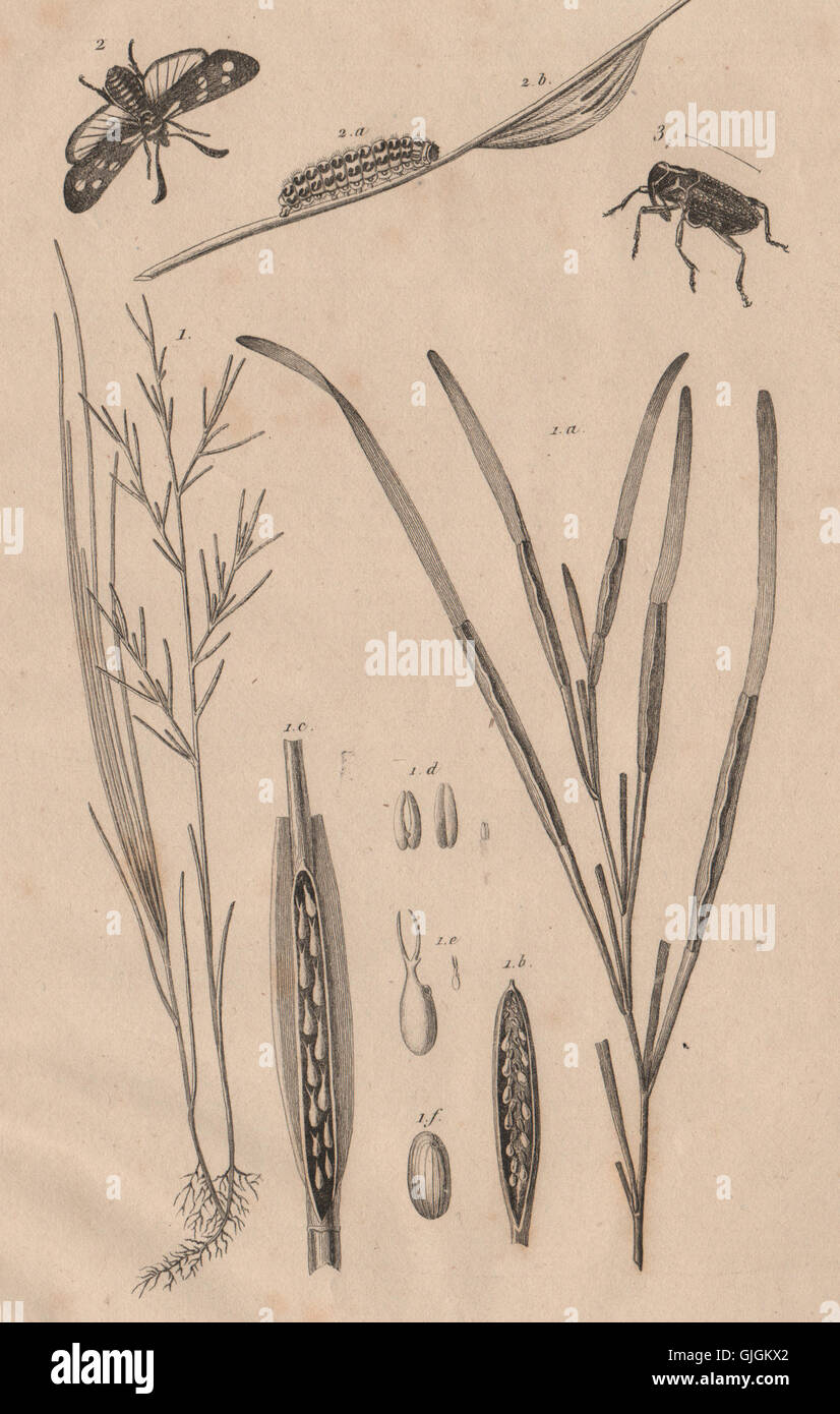 Zostera marina/eelgrass/seawrack.Zygaena/Six-spot Burnet.Zygopinae ...