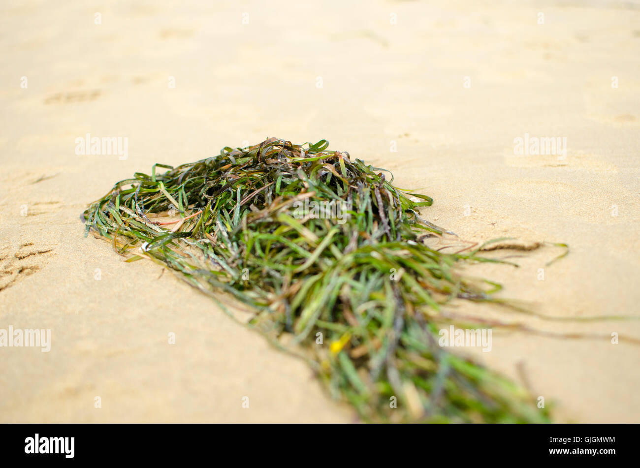 Macro Algae Stock Photos & Macro Algae Stock Images - Alamy