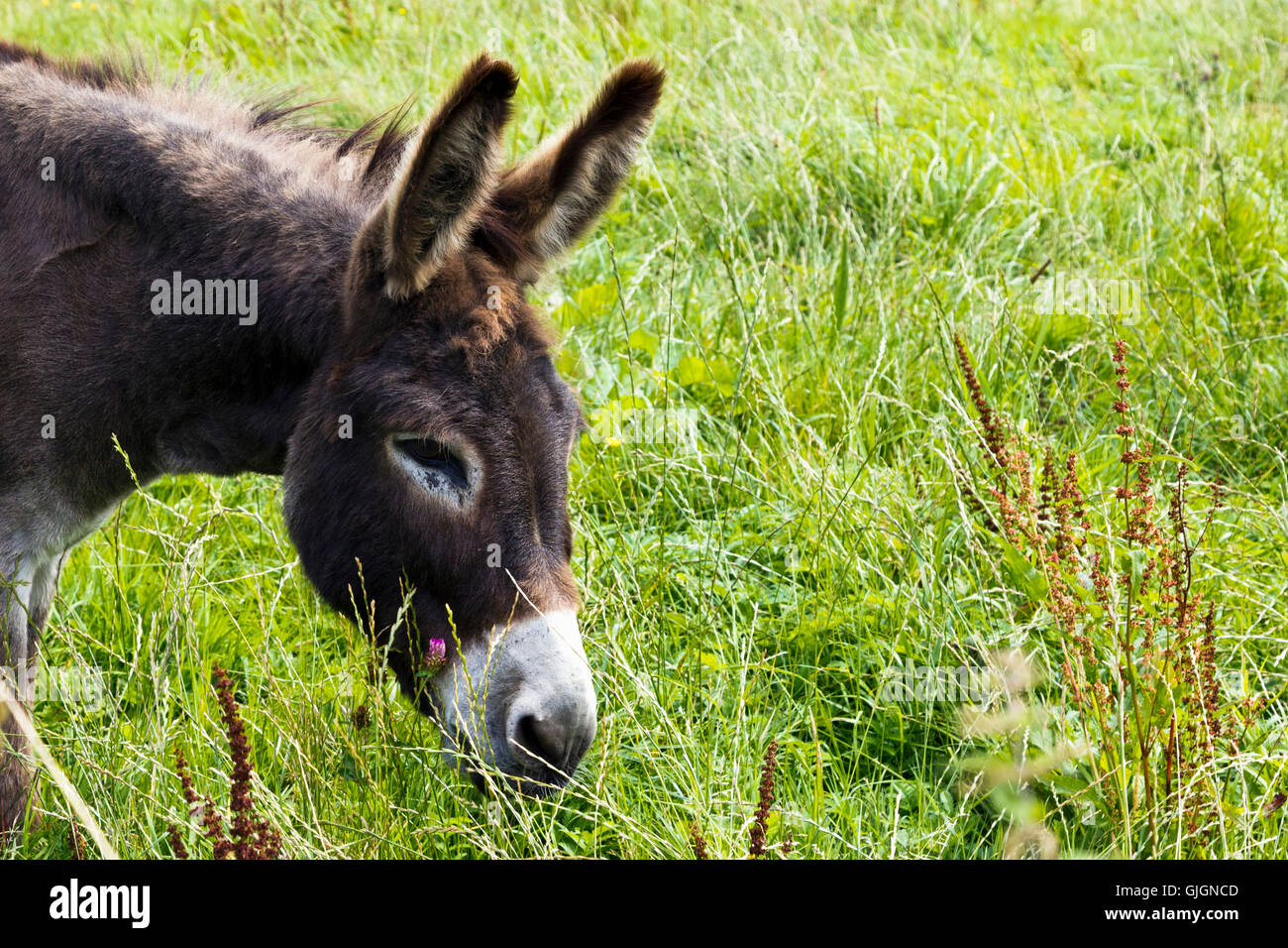 Donkey (Equus africanus asinus Stock Photo - Alamy