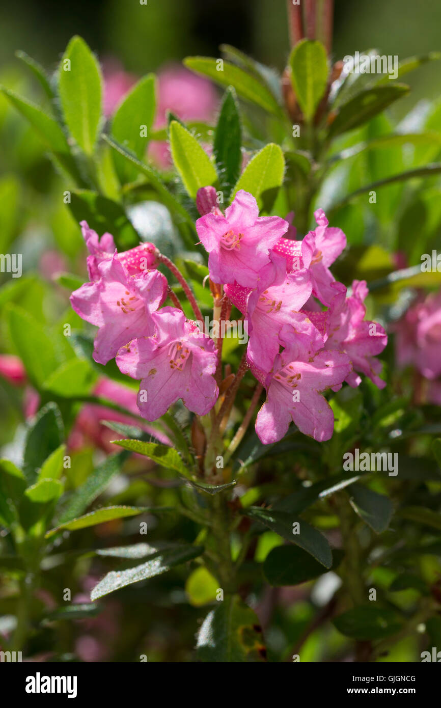 Bewimperte Alpenrose, Behaarte Alpenrose, Almrausch, Rhododendron ...