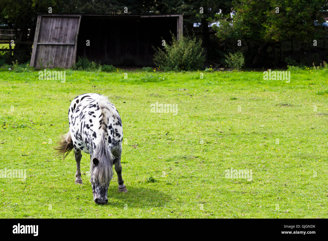 Black and white leopard-spotted pony grazing, Grimsbury community farm ...