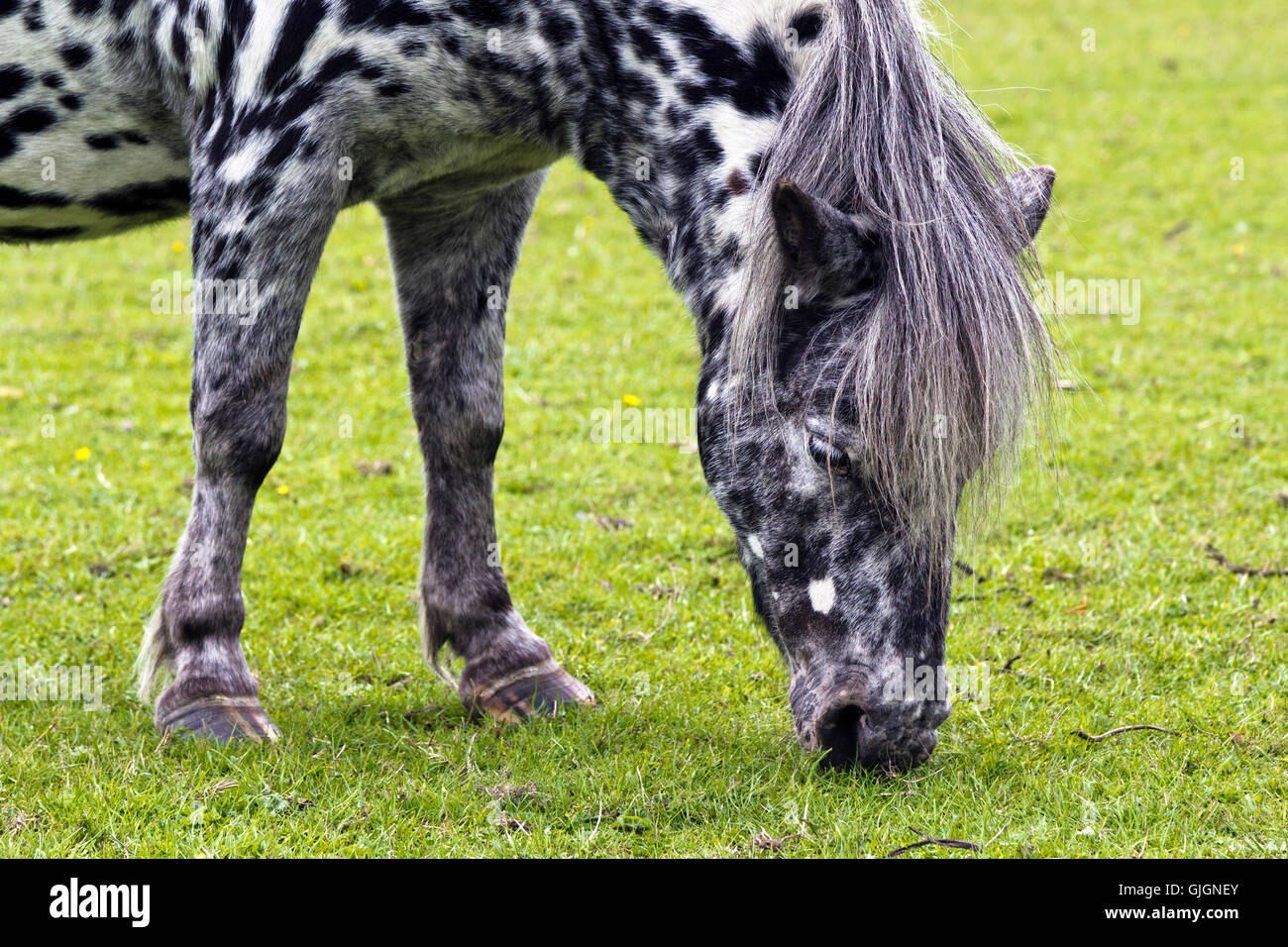 Spotted colouring hi-res stock photography and images - Alamy