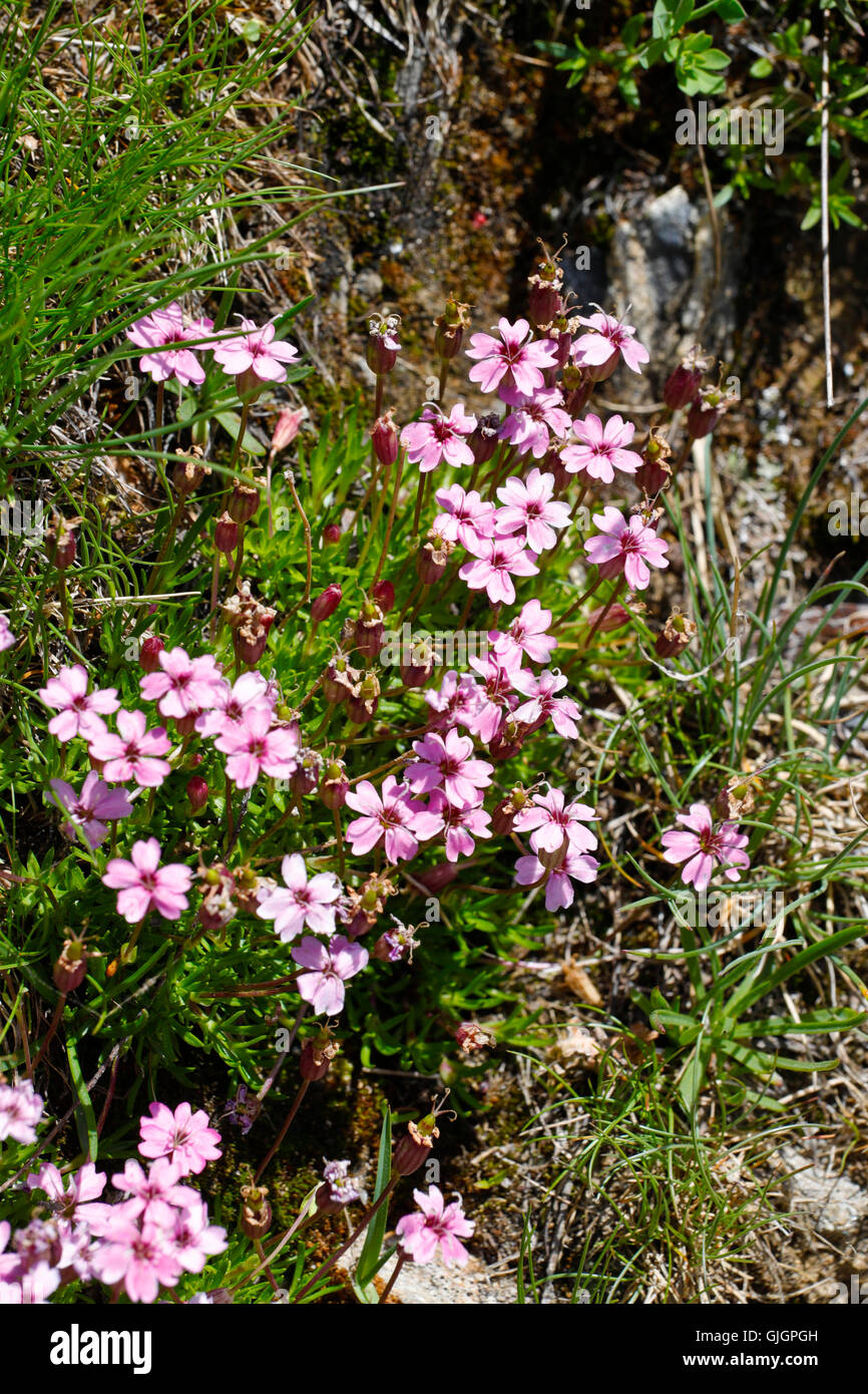 Silene Acaulis High Resolution Stock Photography and Images - Alamy