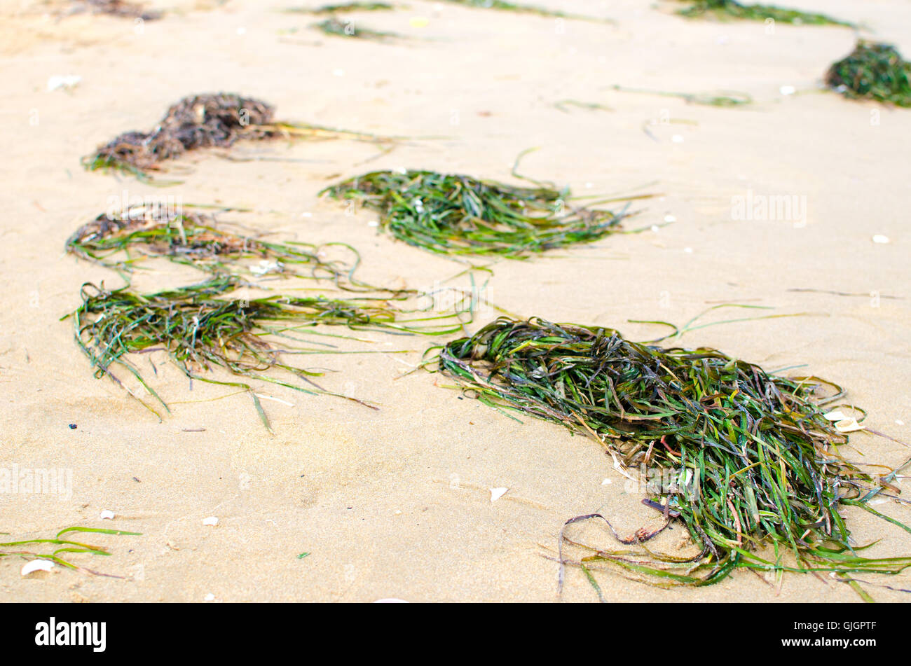 seaweed on the beach Stock Photo - Alamy