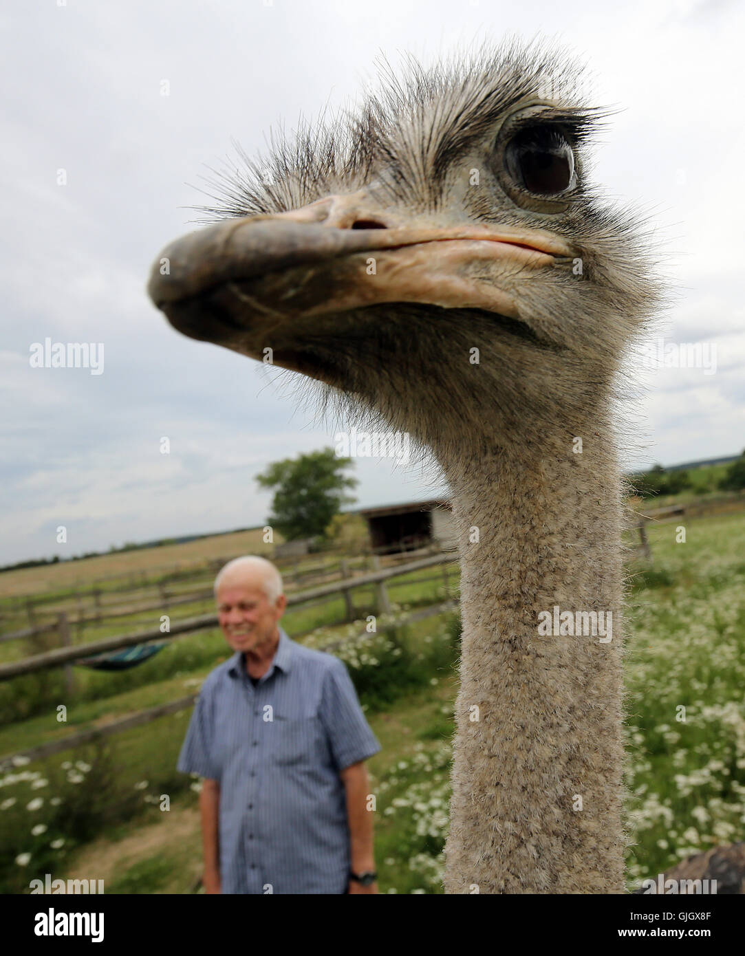 Reichenberg, Germany. 16th Aug, 2016. Gerd Roos presenting young ...
