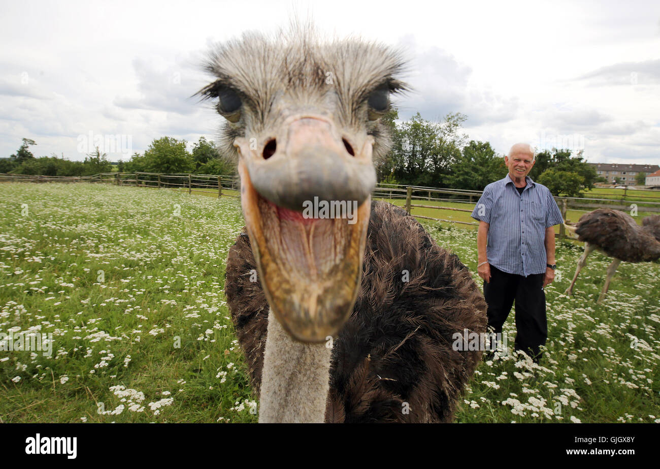Reichenberg, Germany. 16th Aug, 2016. Gerd Roos presenting young ...