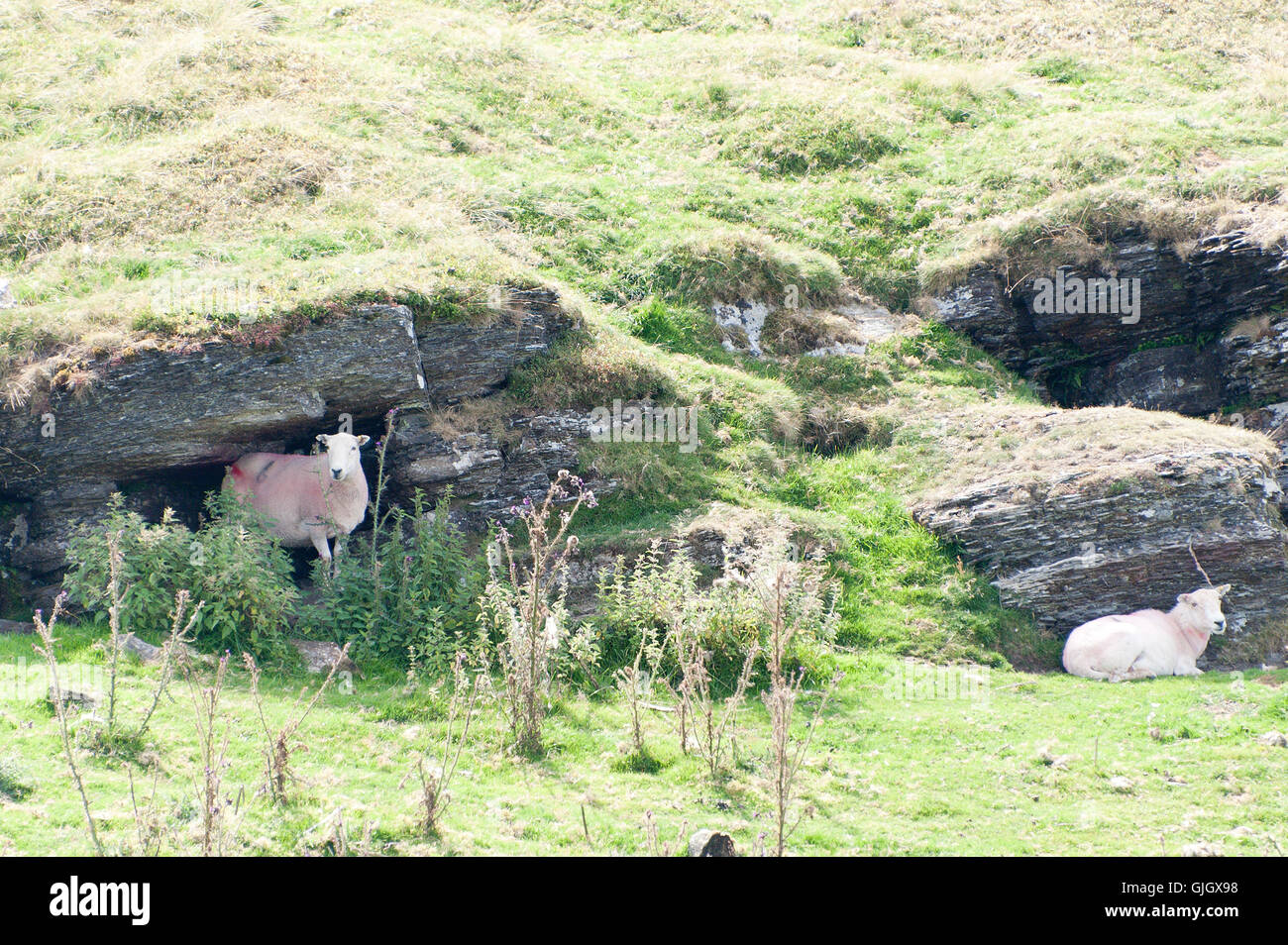 Builth Wells, Powys, Wales, UK. 16th August 2016. Sheep take shelter ...