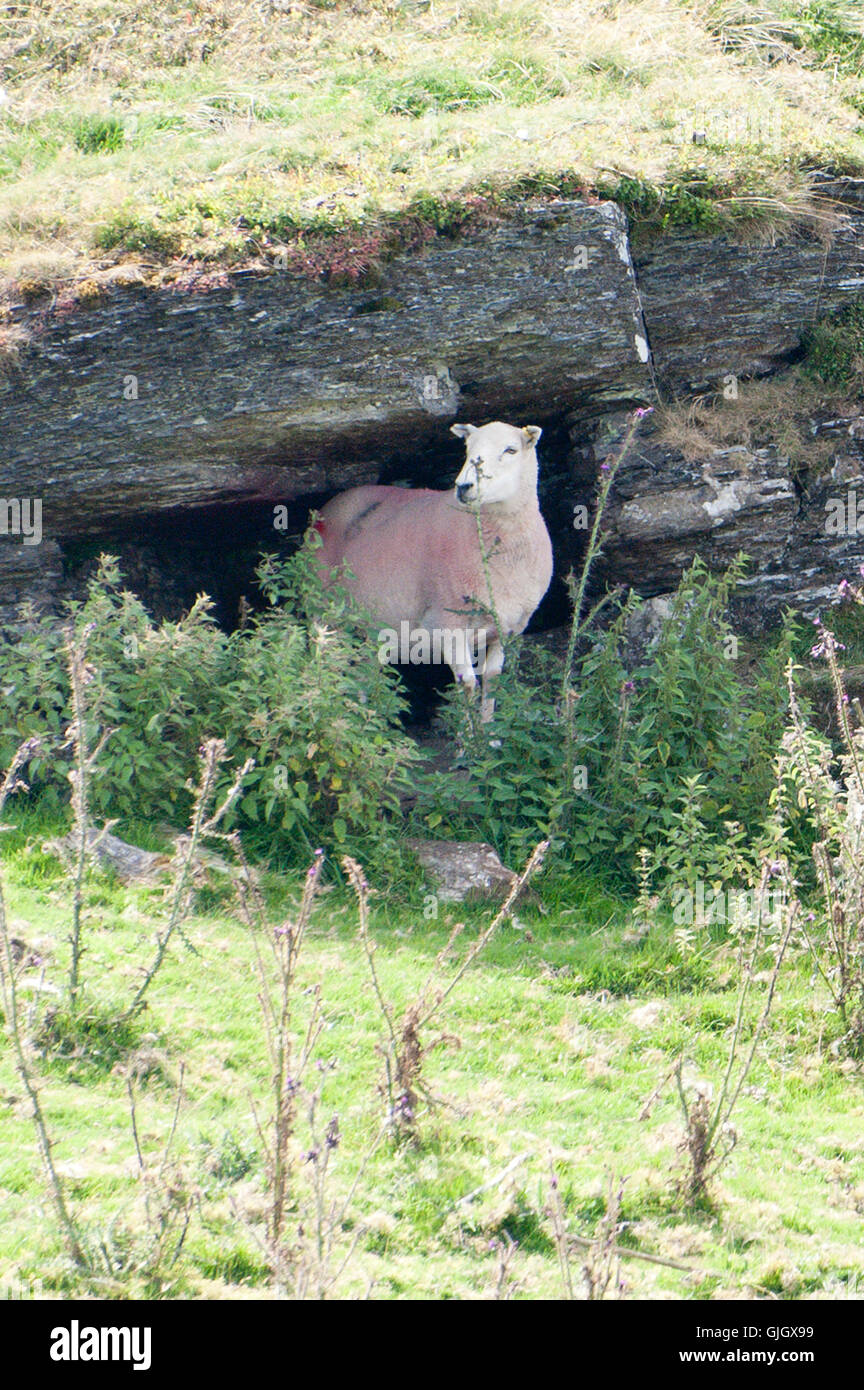Builth Wells, Powys, Wales, UK. 16th August 2016. Sheep take shelter ...