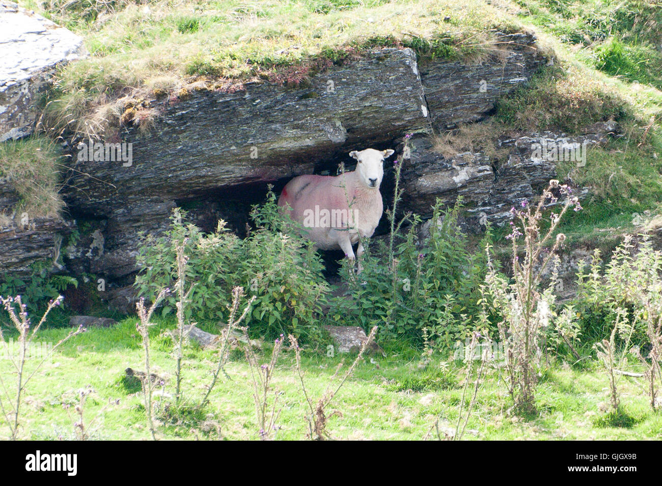 Builth Wells, Powys, Wales, UK. 16th August 2016. Sheep take shelter ...