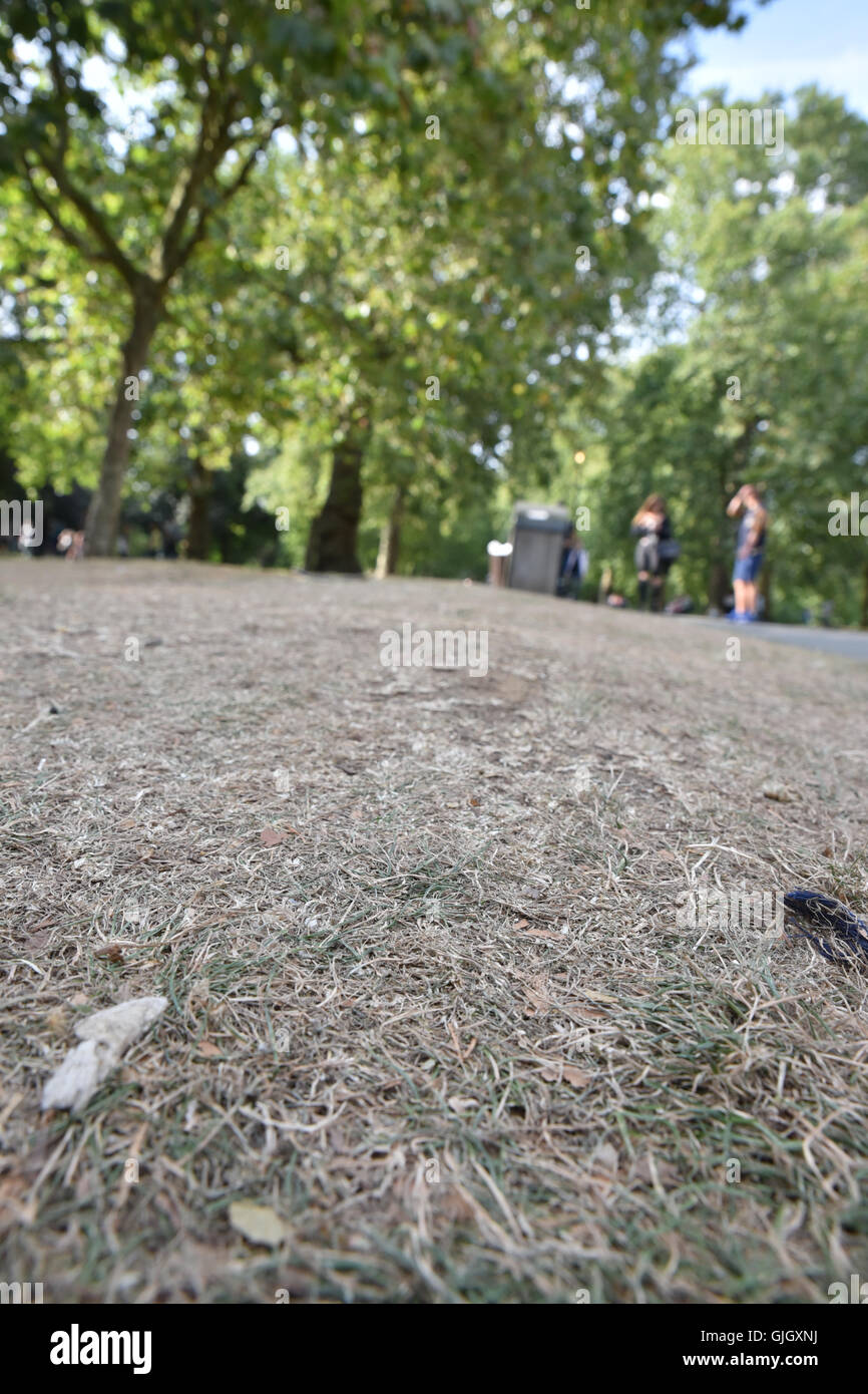 Hyde Park, London, UK. 16th August 2016. An 'absolute drought' is ...