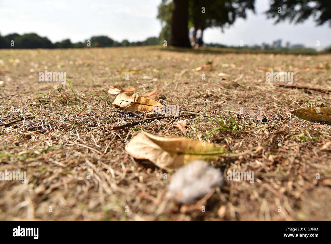 Hyde Park, London, UK. 16th August 2016. An 'absolute drought' is ...