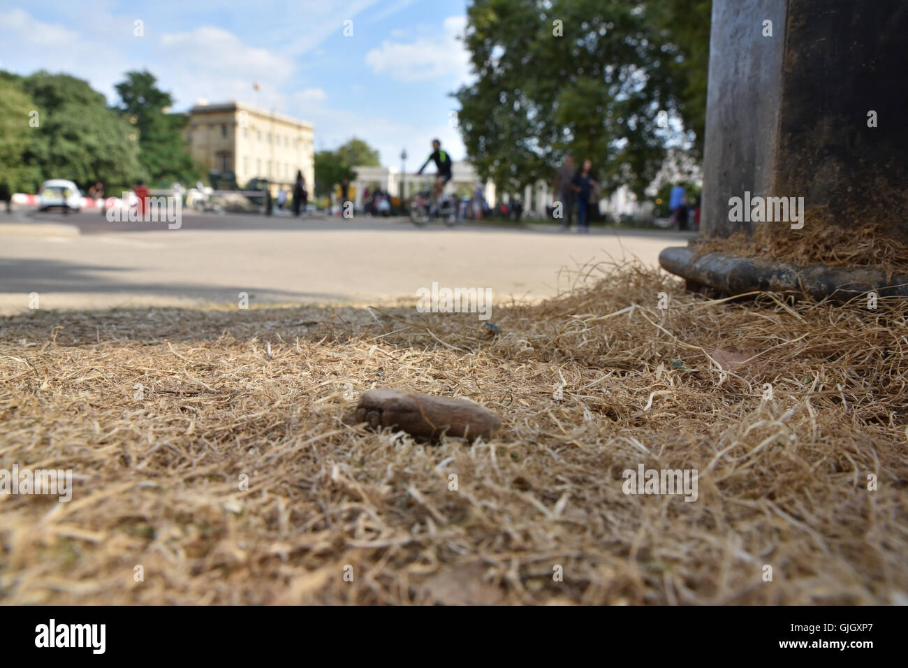 Hyde Park, London, UK. 16th August 2016. An 'absolute drought' is ...