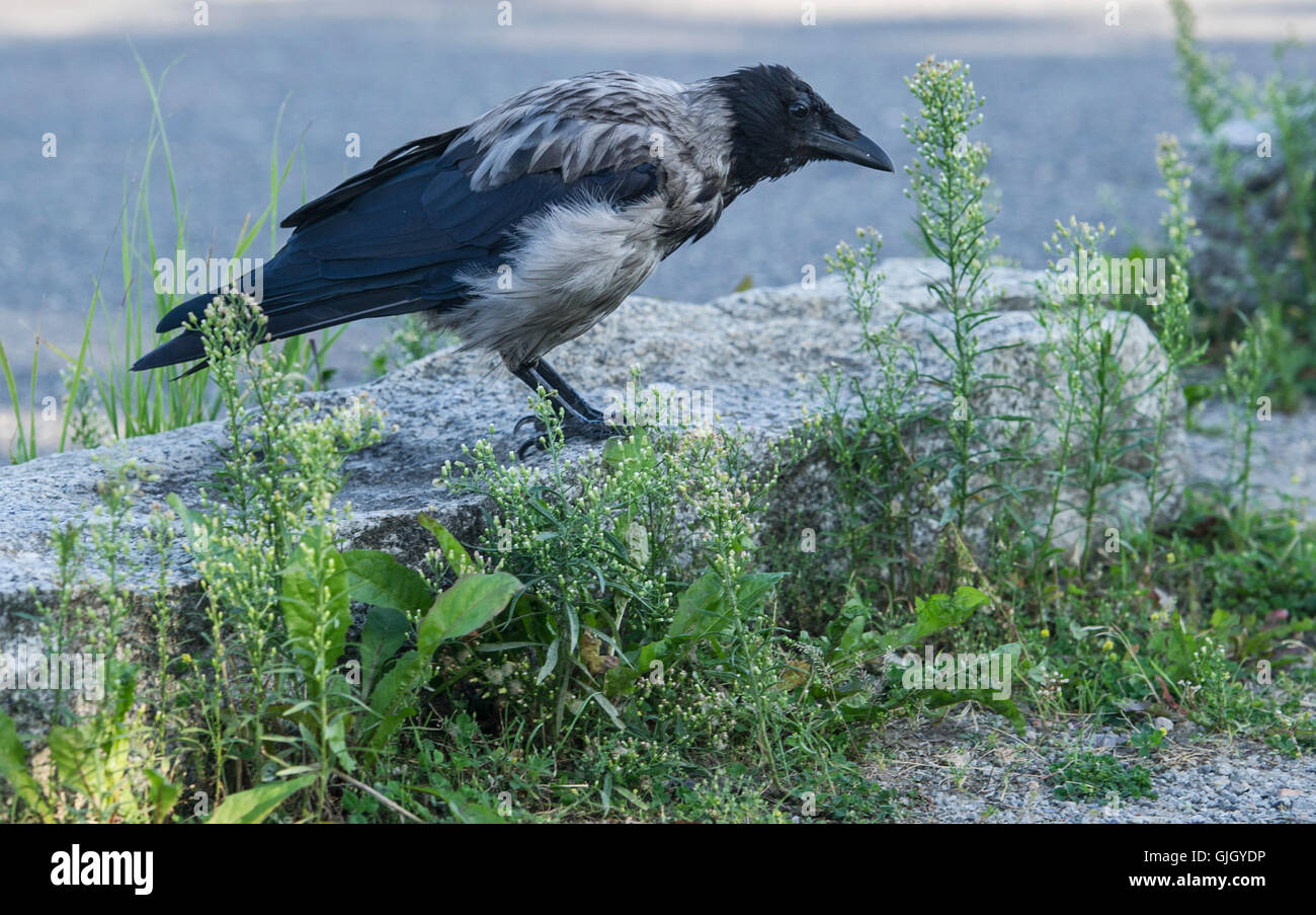 Berlin, Germany. 16th Aug, 2016. A crow in the government district in ...