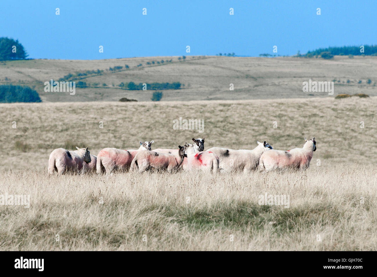 Builth Wells, Powys, UK. 17th August 2016. Shorn Beulah Speckled Faced ...