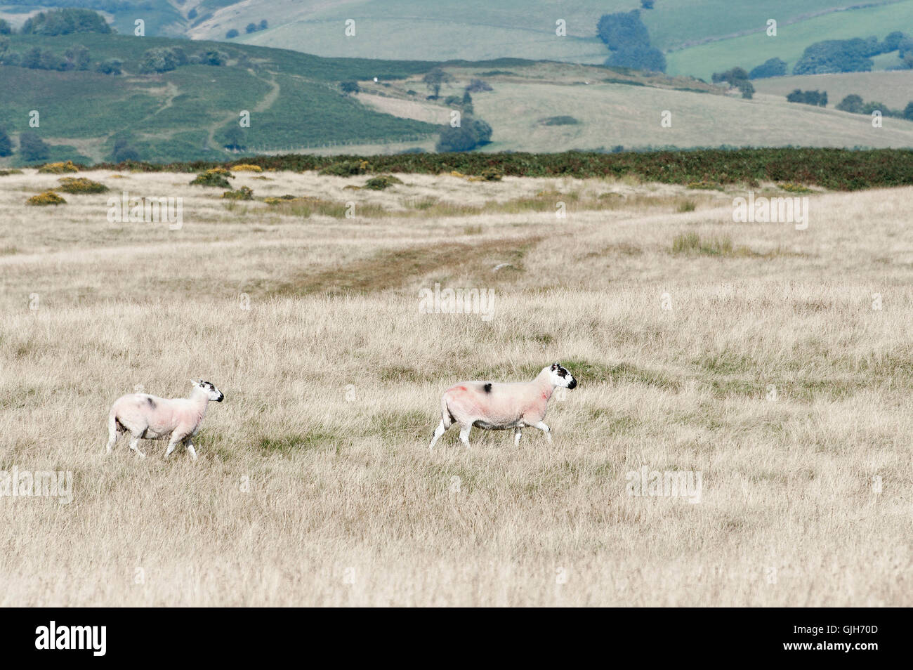 Beulah speckled faced sheep hi-res stock photography and images - Alamy