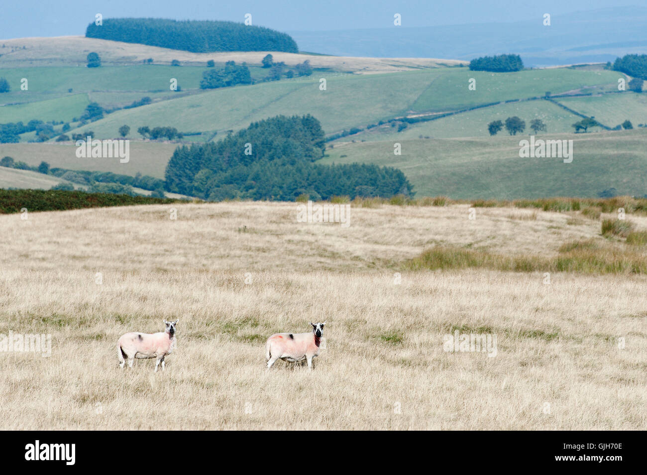 Builth Wells, Powys, UK. 17th August 2016. Shorn Beulah Speckled Faced ...