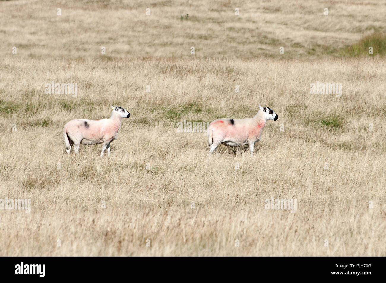 Beulah sheep hi-res stock photography and images - Alamy