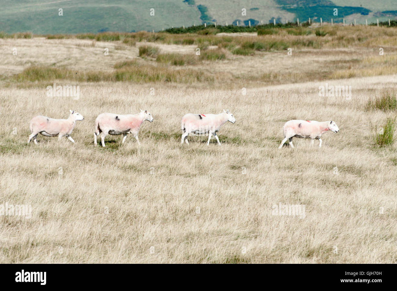 Builth Wells, Powys, UK. 17th August 2016. Shorn Beulah Speckled Faced ...