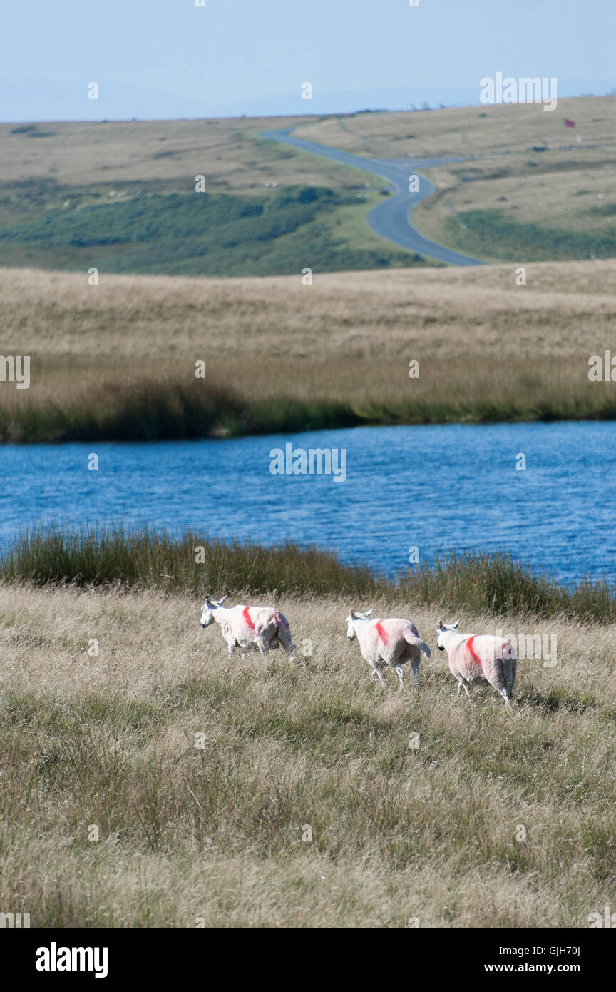 Builth Wells, Powys, UK. 17th August 2016. Shorn Beulah Speckled Faced ...