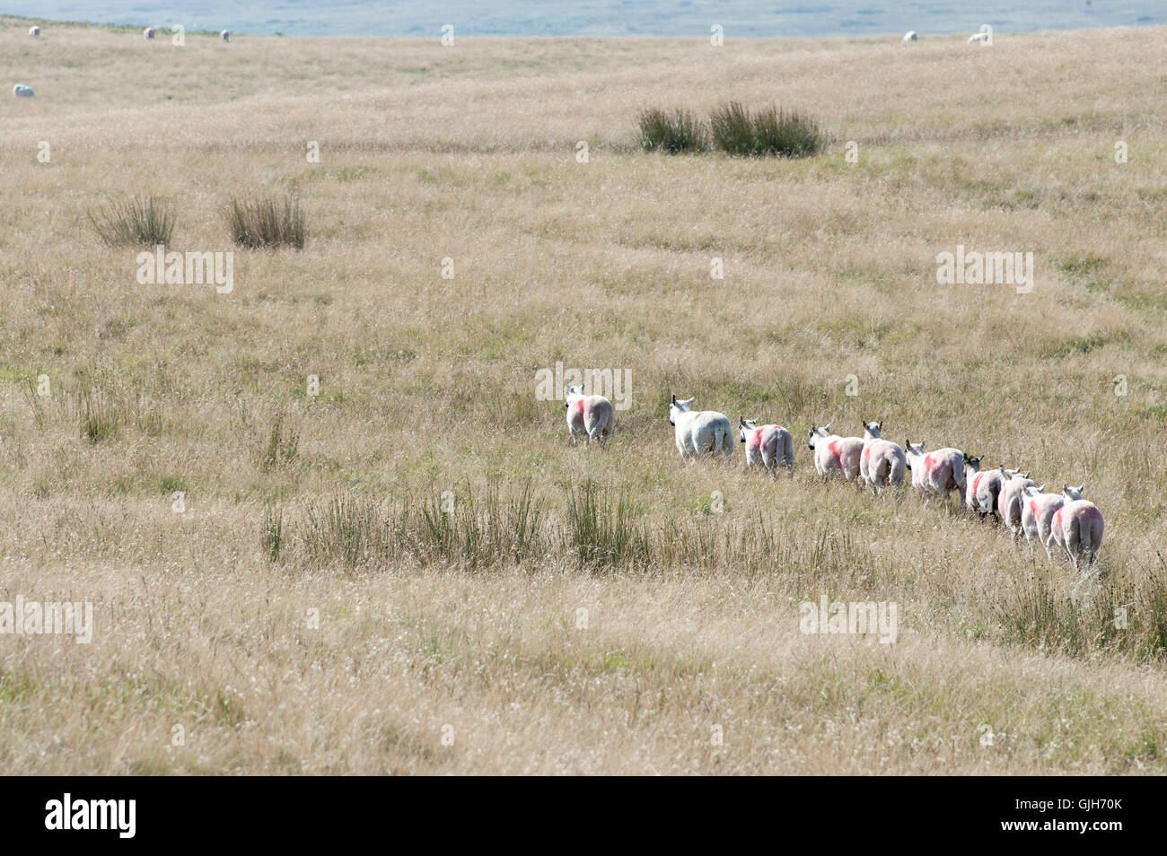 Builth Wells, Powys, UK. 17th August 2016. Shorn Beulah Speckled Faced ...