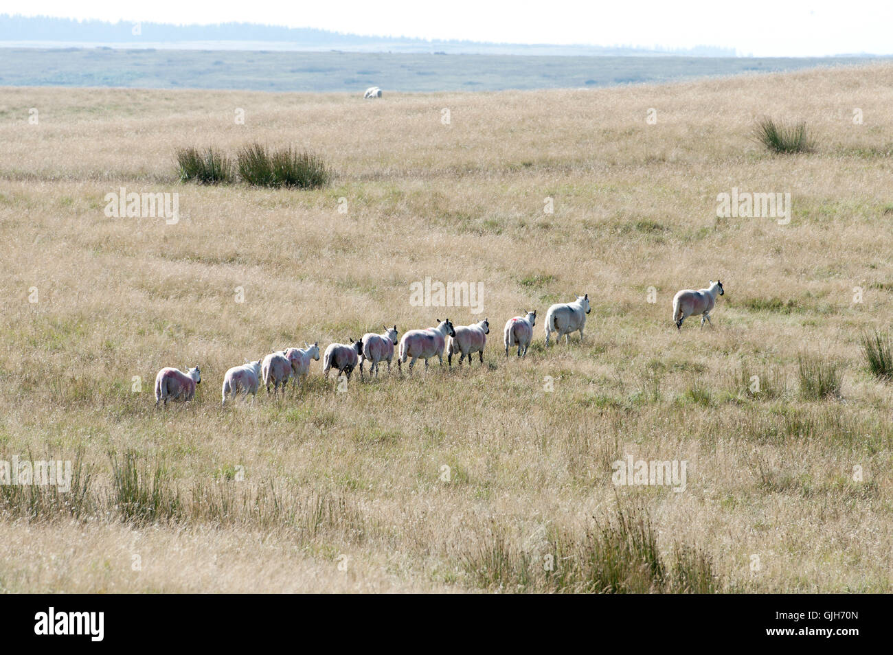 Builth Wells, Powys, UK. 17th August 2016. Shorn Beulah Speckled Faced ...
