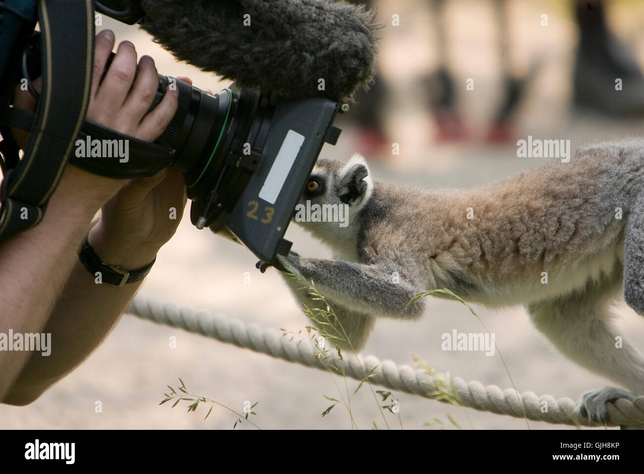 courageous engineering animal Stock Photo - Alamy
