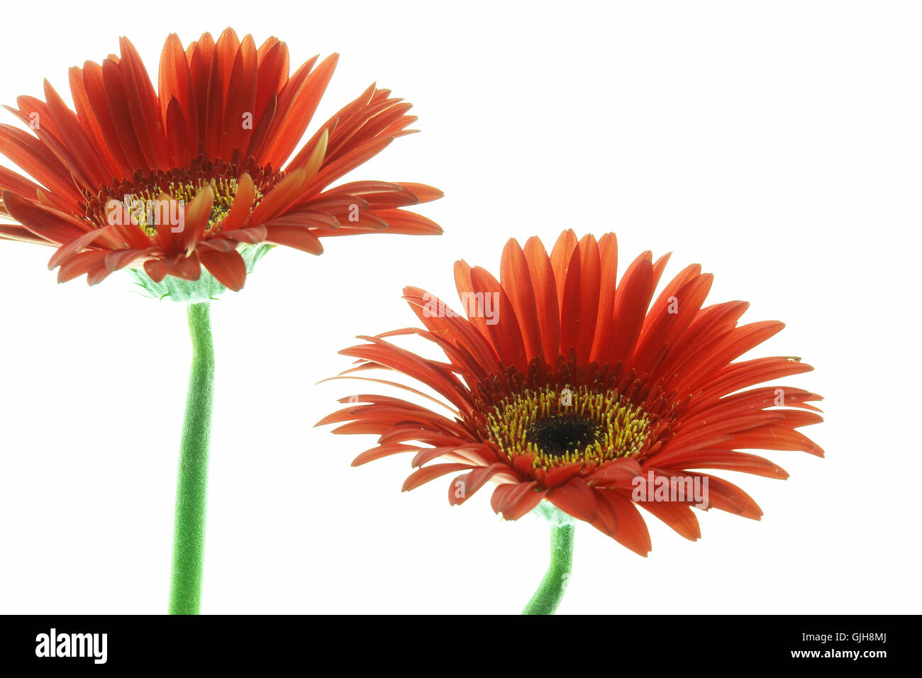 leaf garden flower Stock Photo - Alamy