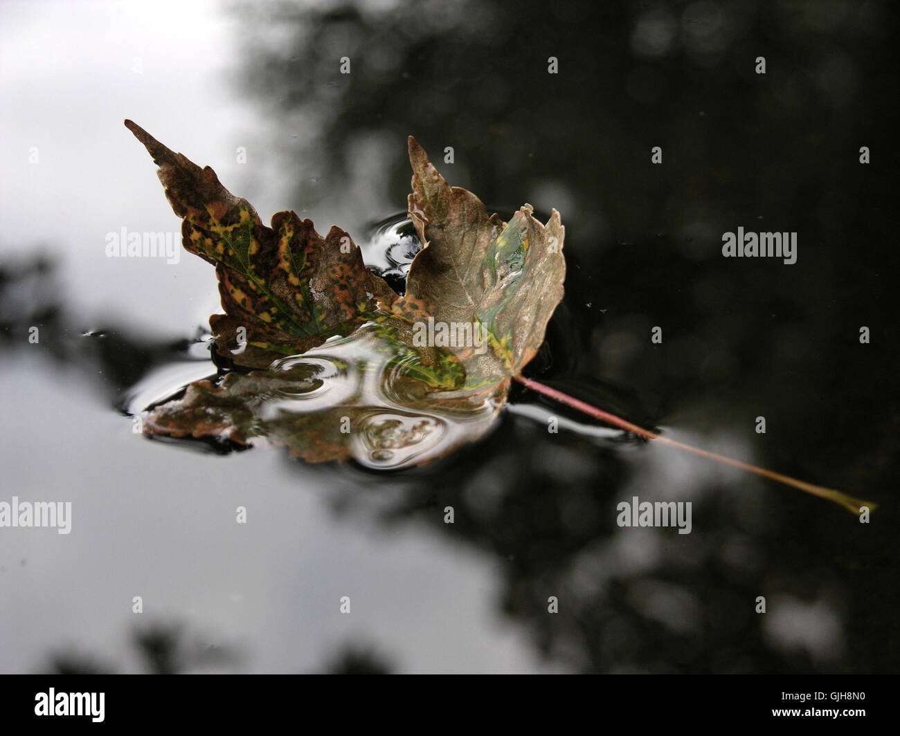 leaf mourning sorrow Stock Photo - Alamy