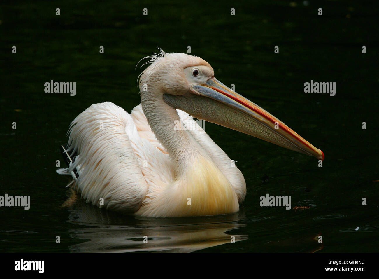 Pure pose hi-res stock photography and images - Alamy