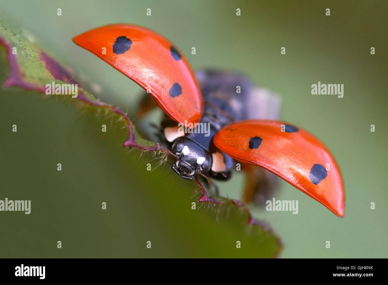 ladybug fly Stock Photo - Alamy