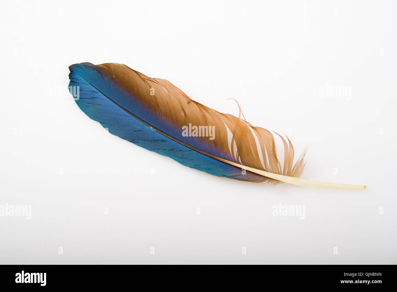 blue isolated bird Stock Photo - Alamy