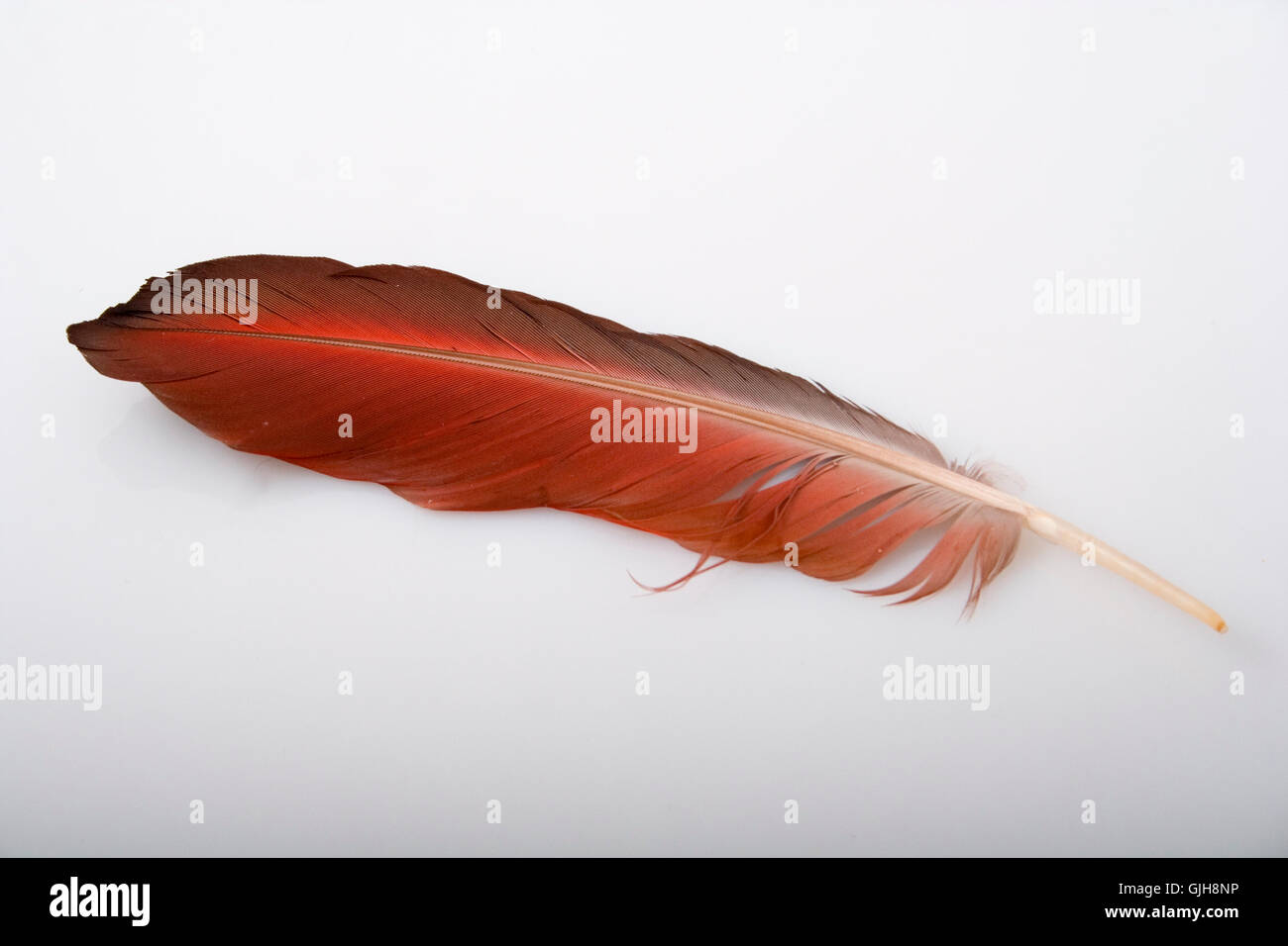 isolated bird coloured Stock Photo - Alamy