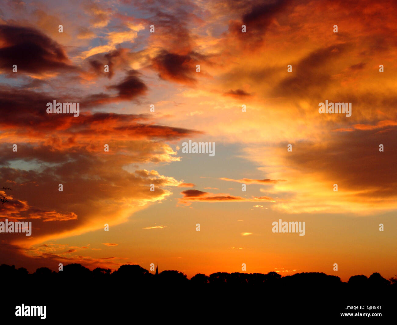 blue tree trees Stock Photo - Alamy