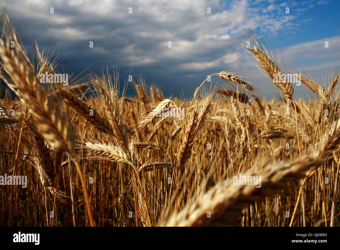agriculture farming summer Stock Photo - Alamy