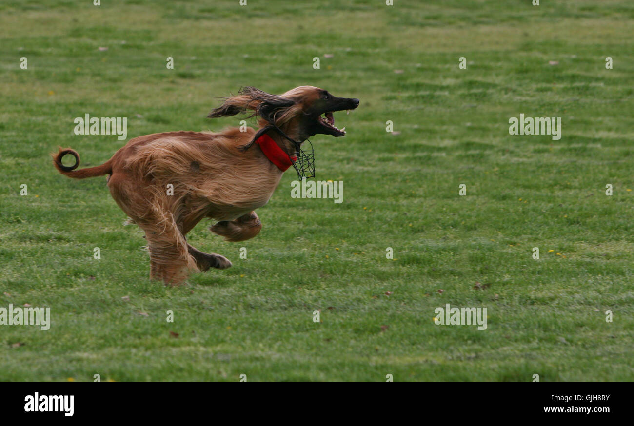 Afghan dog hi-res stock photography and images - Alamy