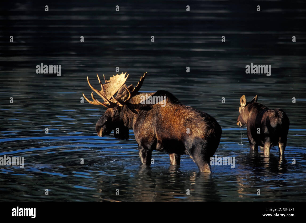 father and son bull bull Stock Photo - Alamy