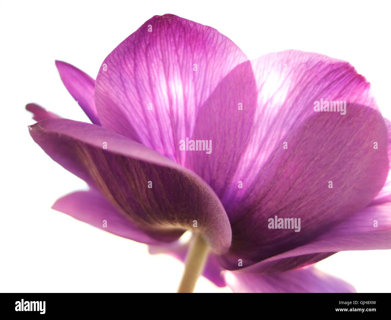 Anemone structure hi-res stock photography and images - Alamy