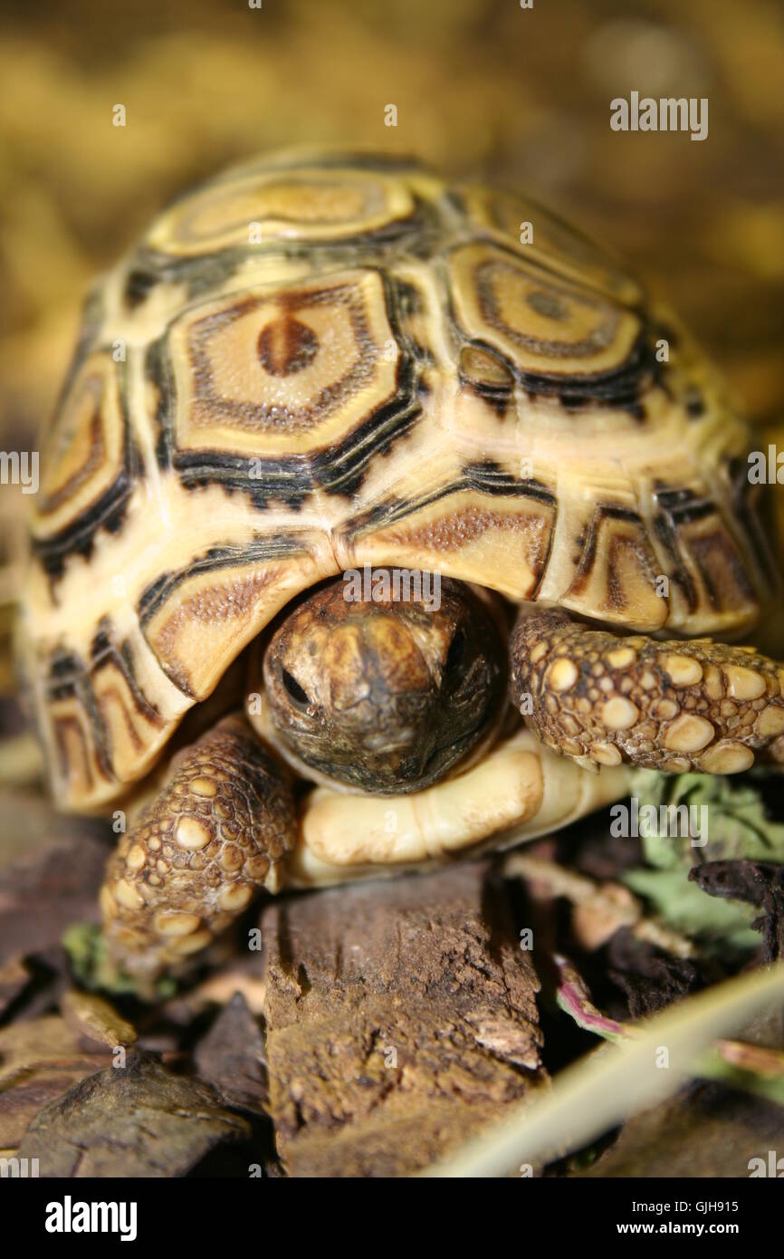 Biennially hi-res stock photography and images - Alamy