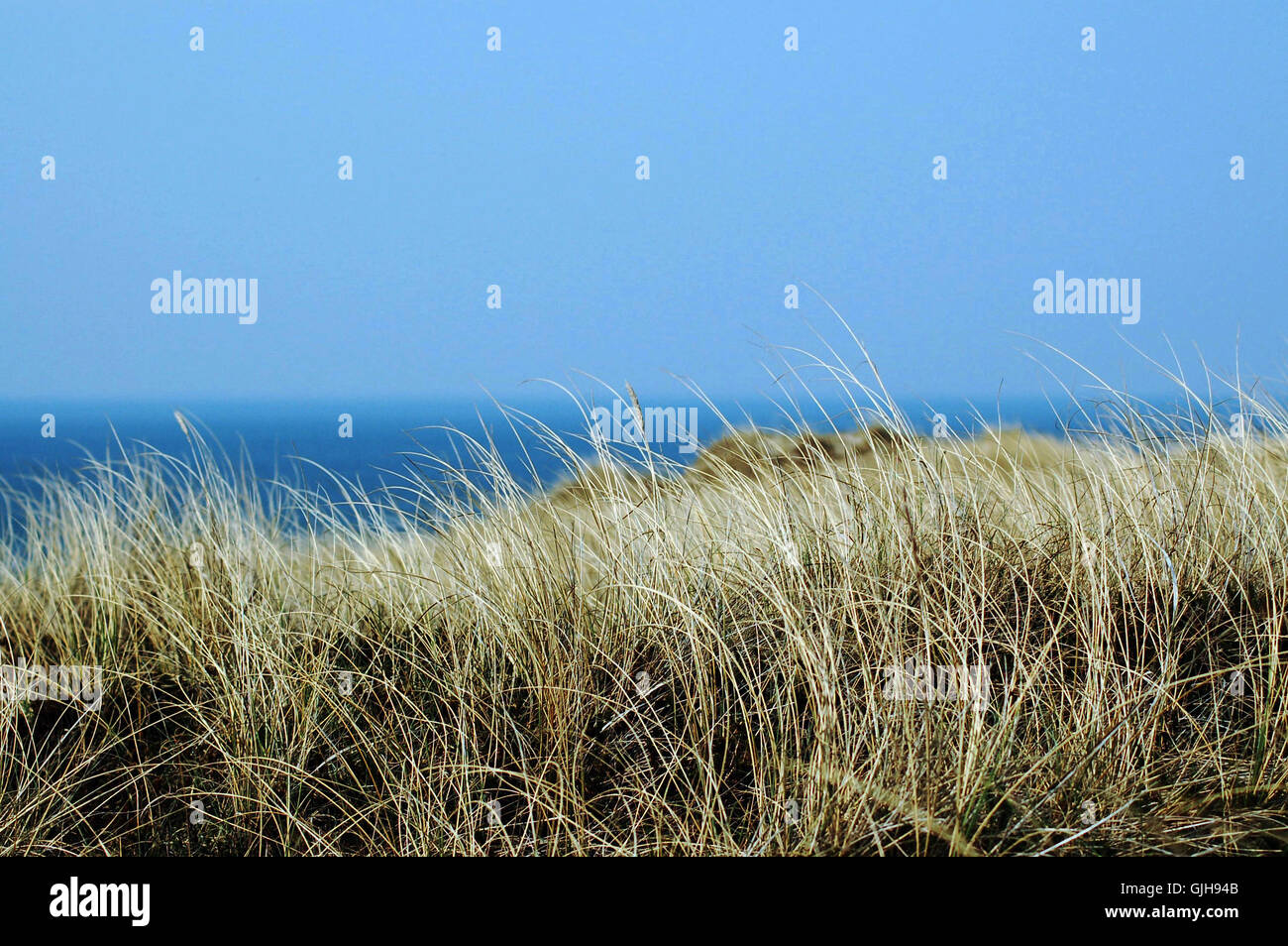 Dunengras hi-res stock photography and images - Alamy