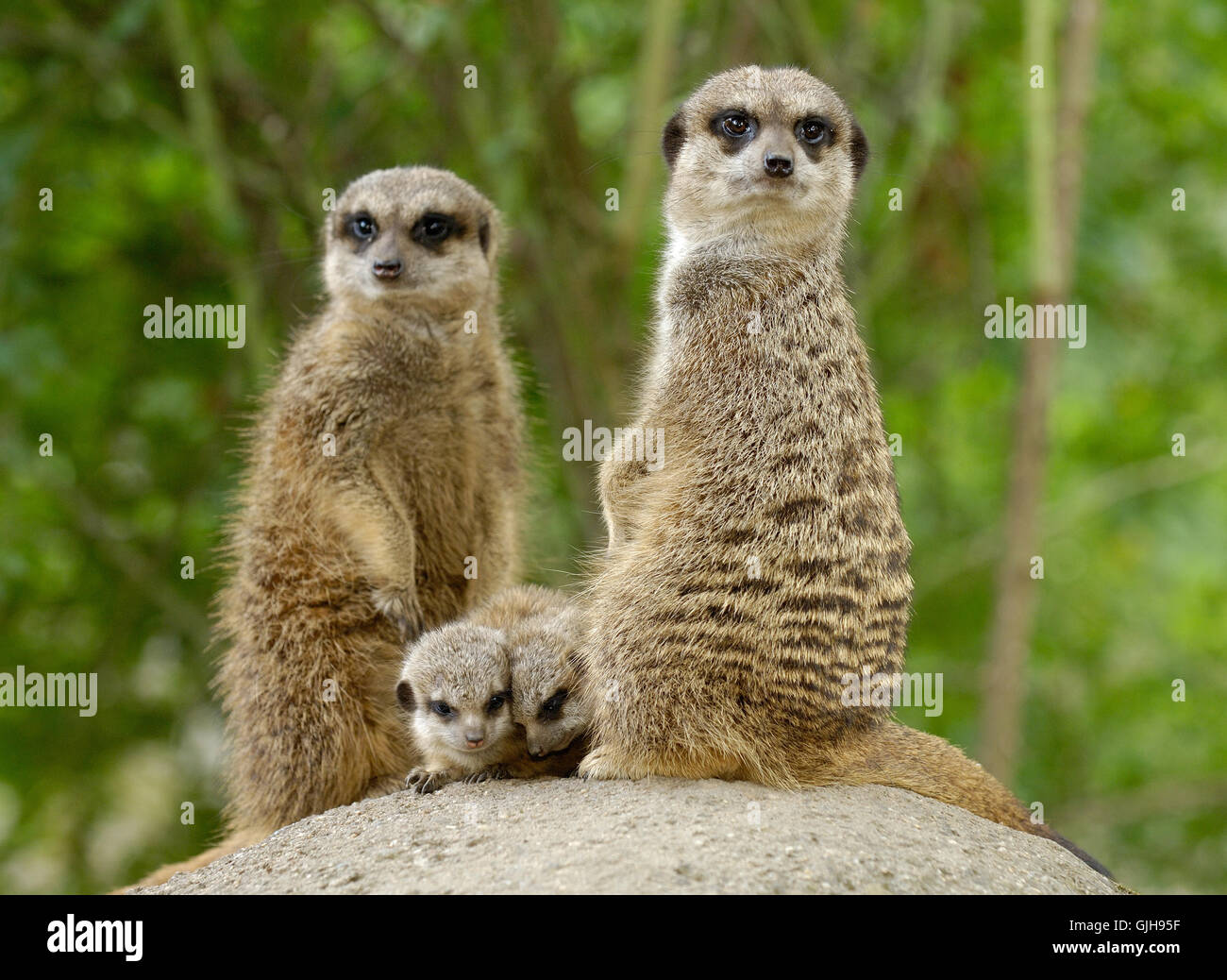 Bring animals hi-res stock photography and images - Alamy