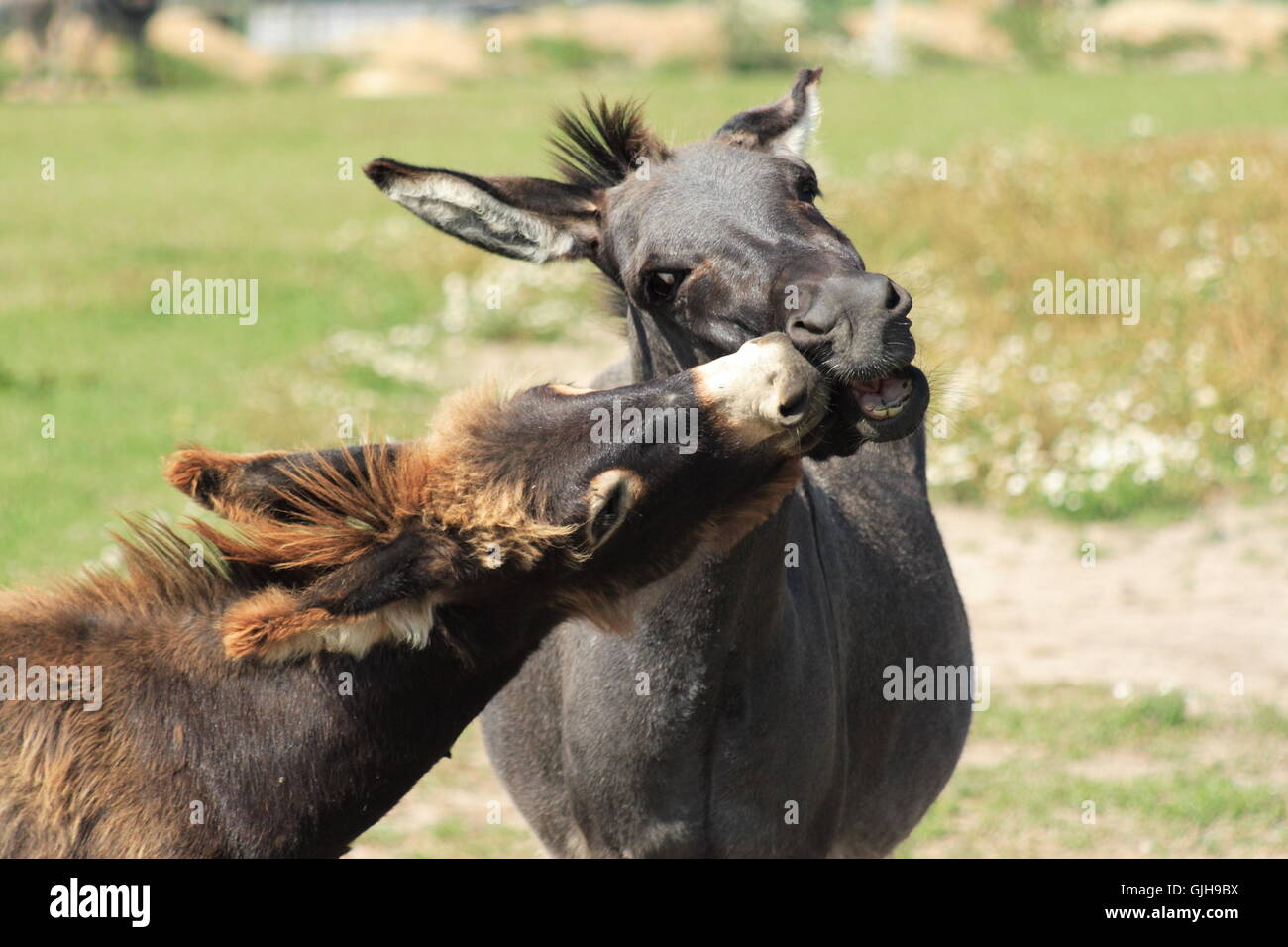 Cuddling donkey hi-res stock photography and images - Alamy