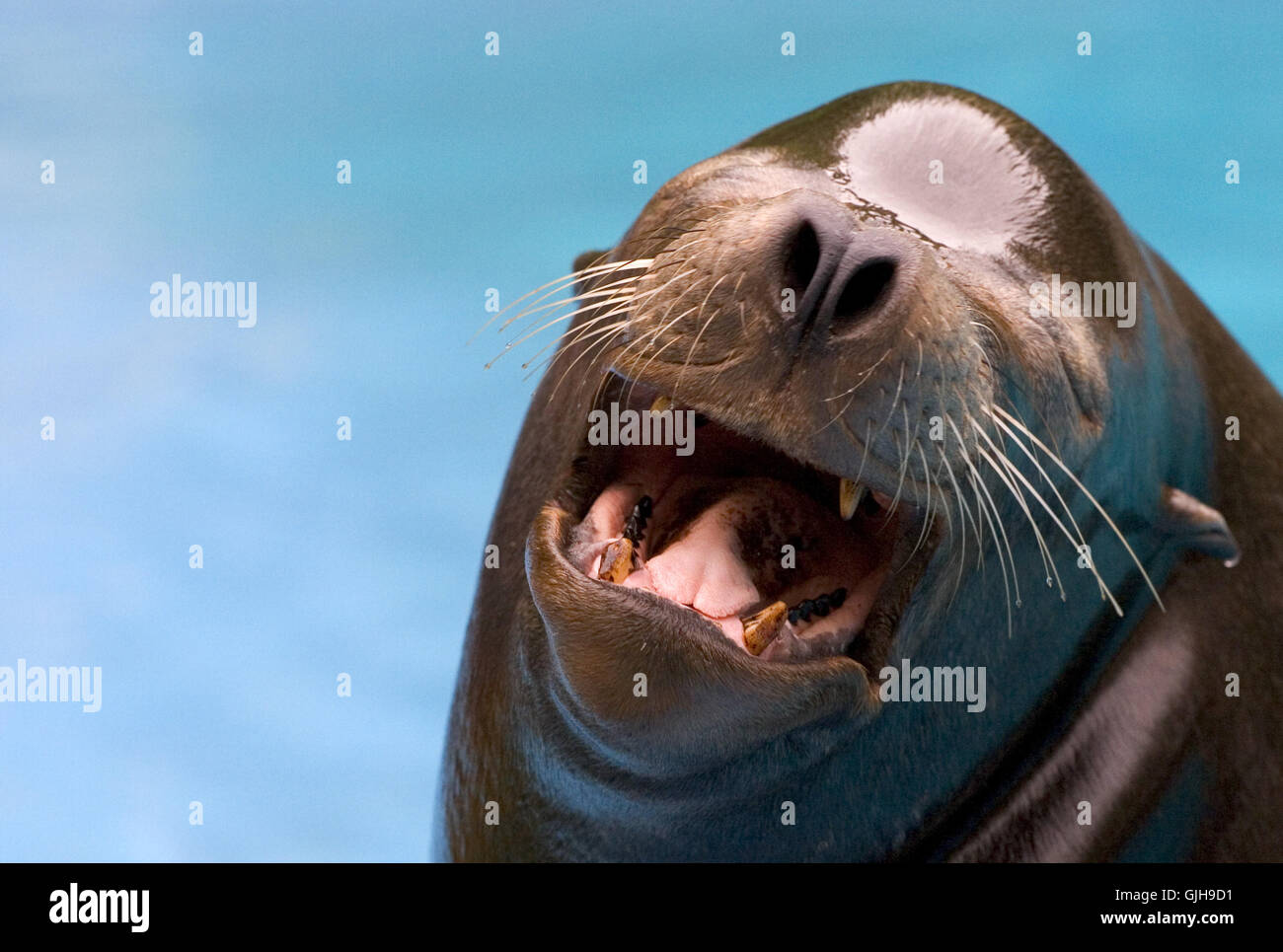 Limp hi-res stock photography and images - Alamy