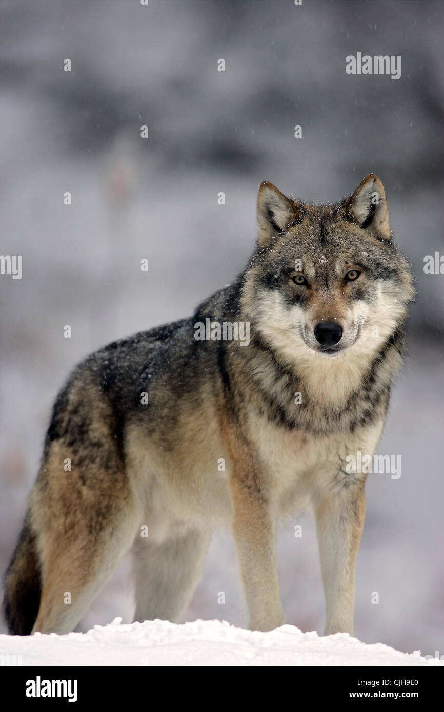 Leitwolf hi-res stock photography and images - Alamy