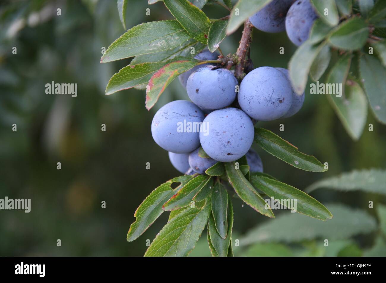 Sloe hedge hi-res stock photography and images - Alamy