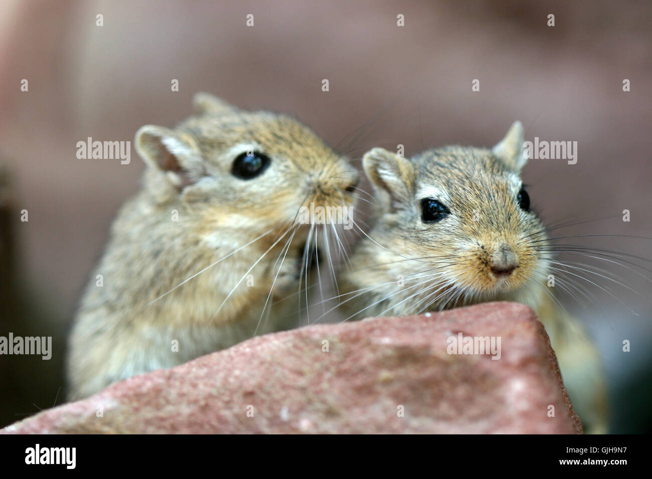 Mongolian mouse hi-res stock photography and images - Alamy