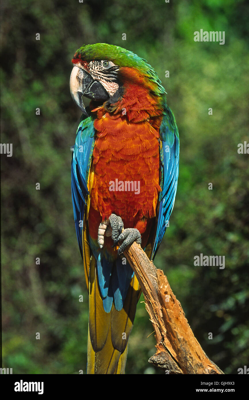 Nice coloured birds hi-res stock photography and images - Alamy
