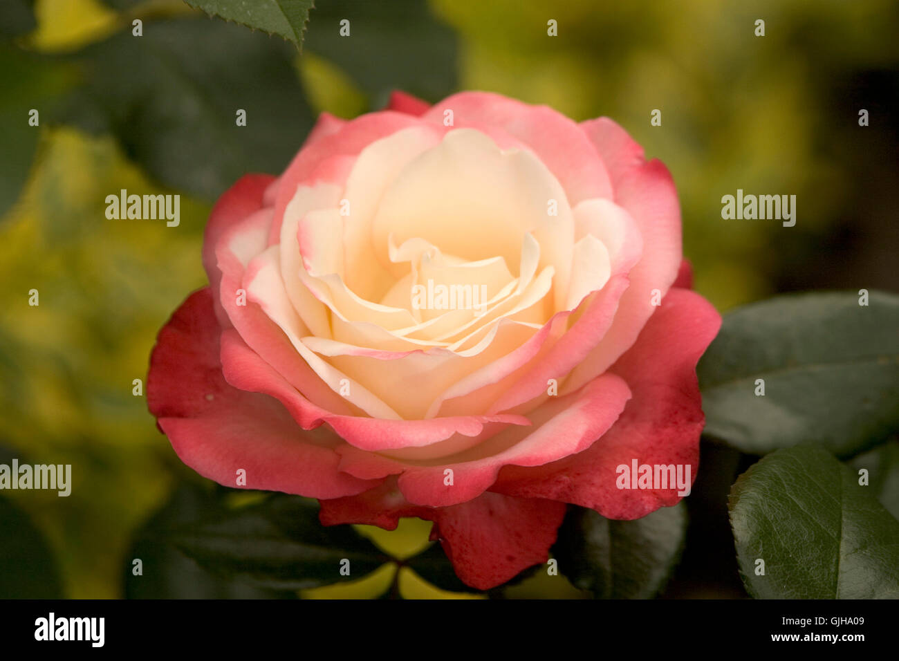 Rose Sepal Stock Photos & Rose Sepal Stock Images - Alamy