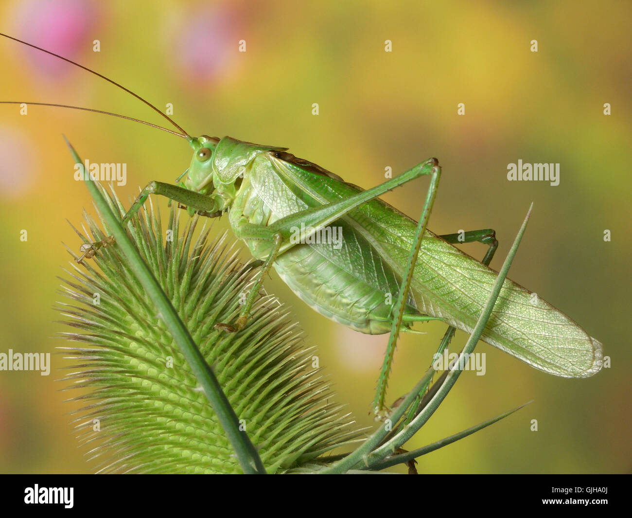 large grasshopper (2 Stock Photo - Alamy