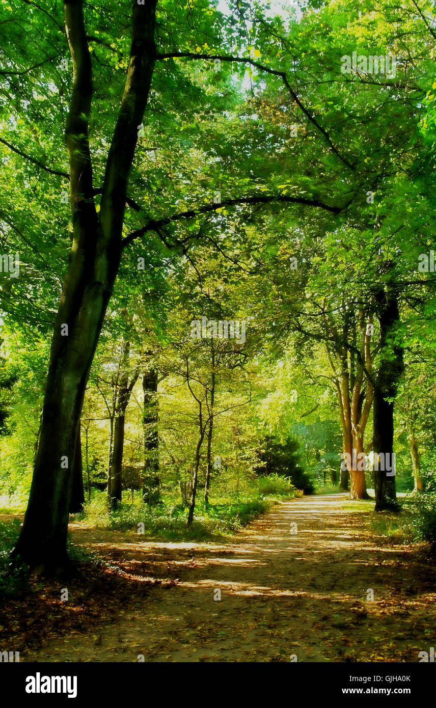 Forking branches hi-res stock photography and images - Alamy