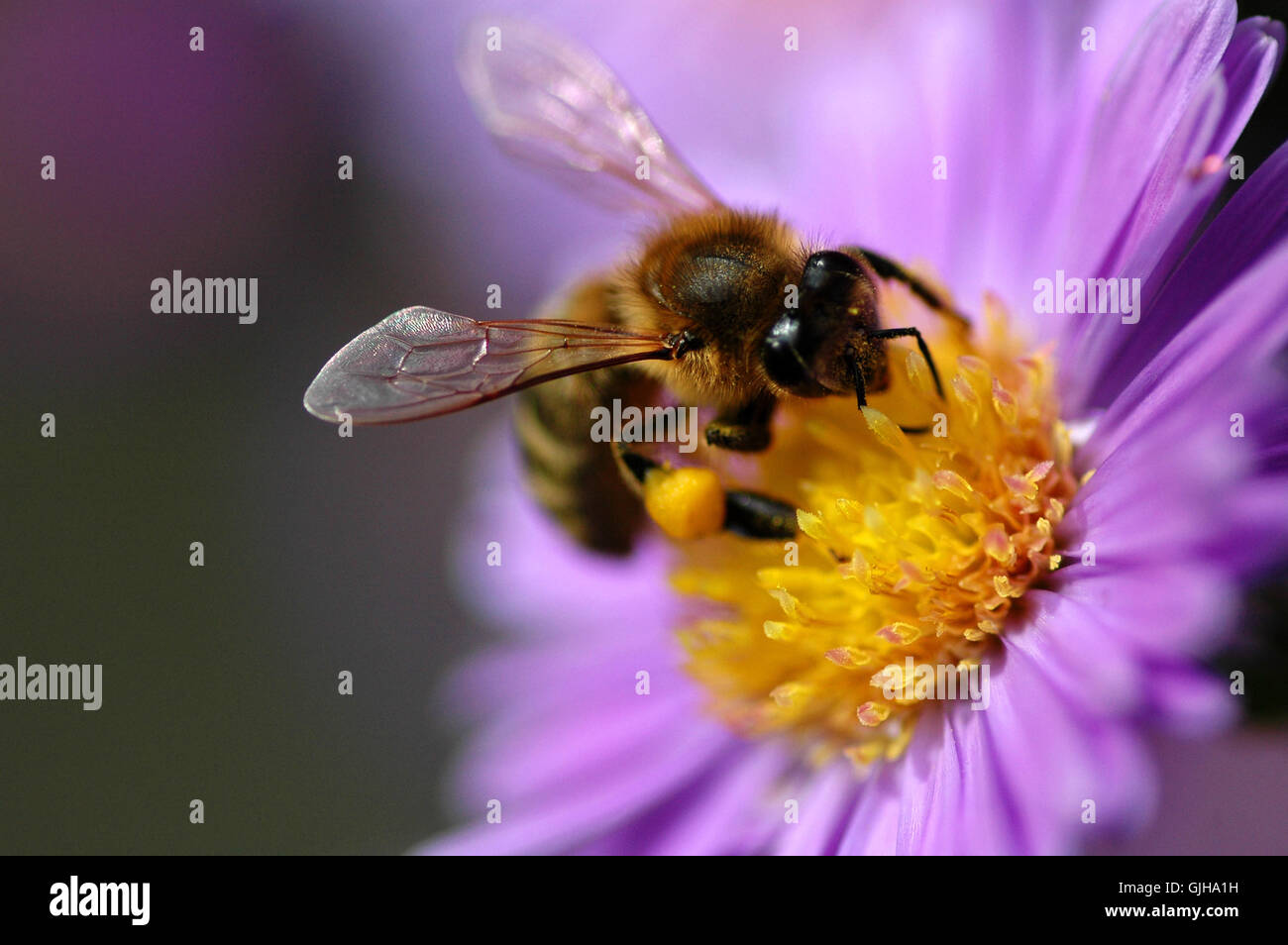 insect flower plant Stock Photo - Alamy